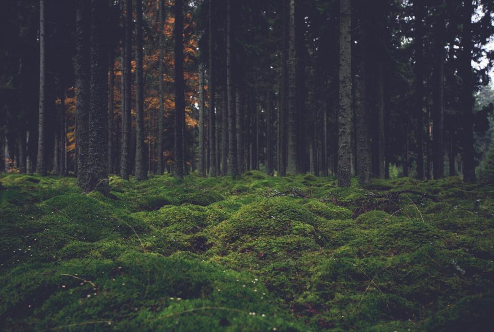 Free Stock Photo of Dense forest floor covered in green moss ...