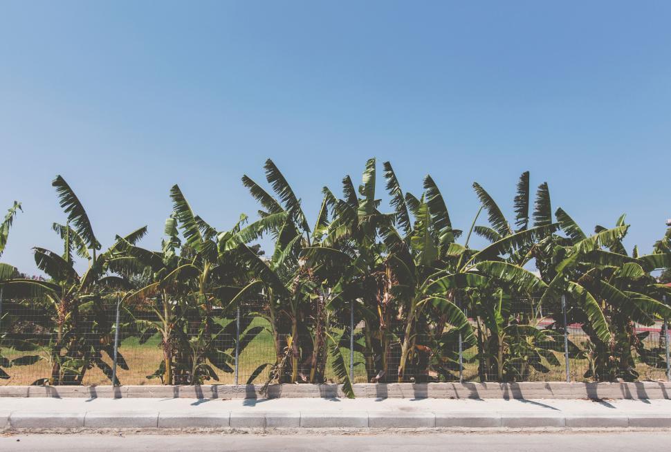 Free Stock Photo of Row of banana trees planted along a roadside path ...