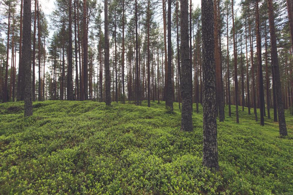 Free Stock Photo of Dense forest with tall pine trees and green ...
