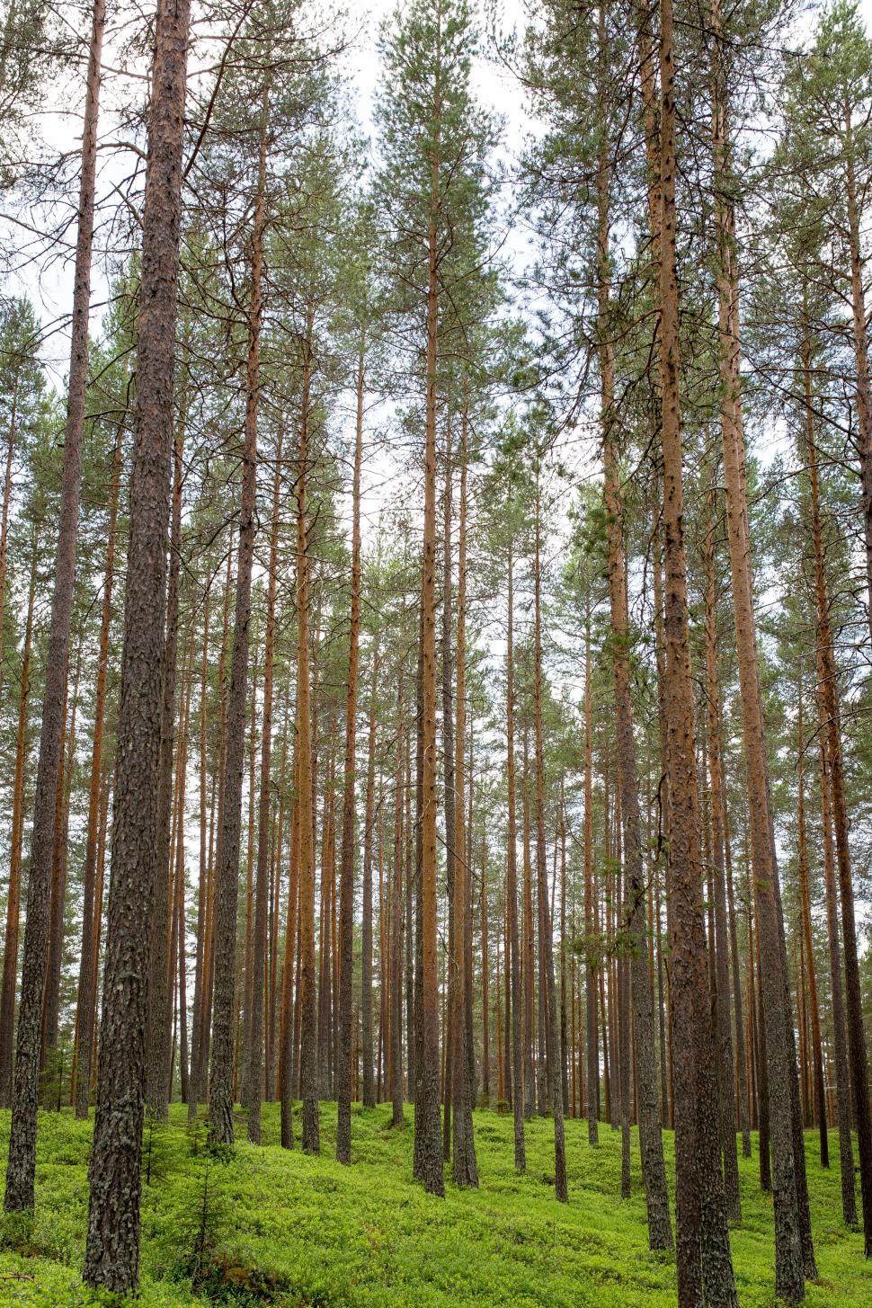 Free Stock Photo of Tall pine trees in a dense forest with green floor ...