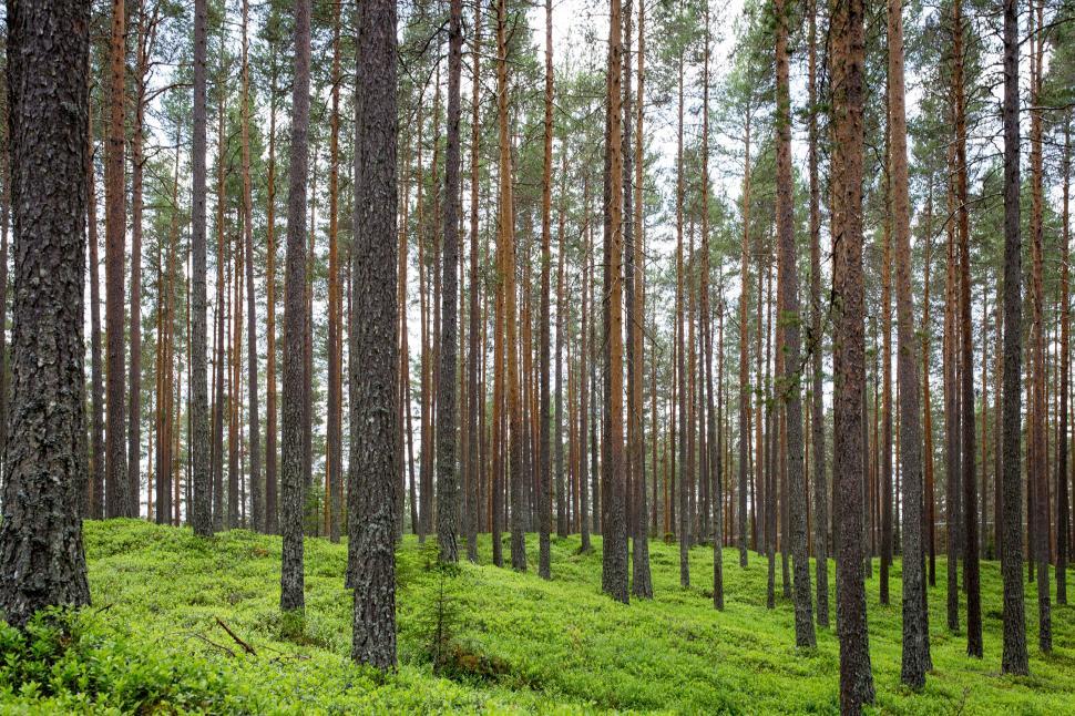 Free Stock Photo of Dense forest with tall trees and lush green undergrowth | Download Free ...