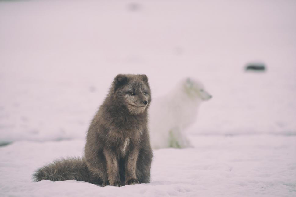 Free Stock Photo of Brown arctic fox with snowy white background ...