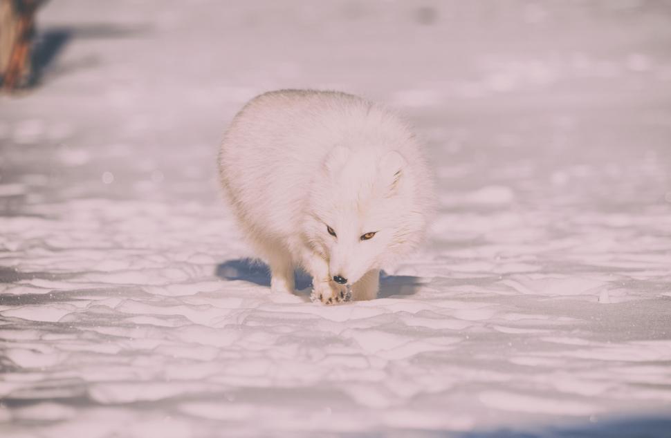 Free Stock Photo of White Arctic fox walks cautiously on icy surface ...