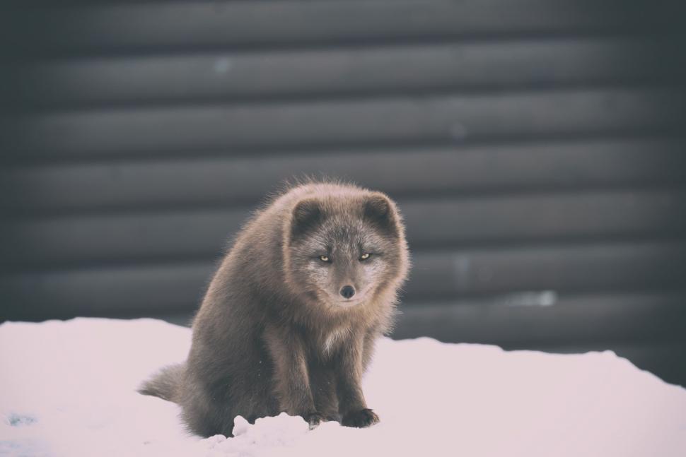 Free Stock Photo of Dark-furred Arctic fox sitting quietly on snowy ...