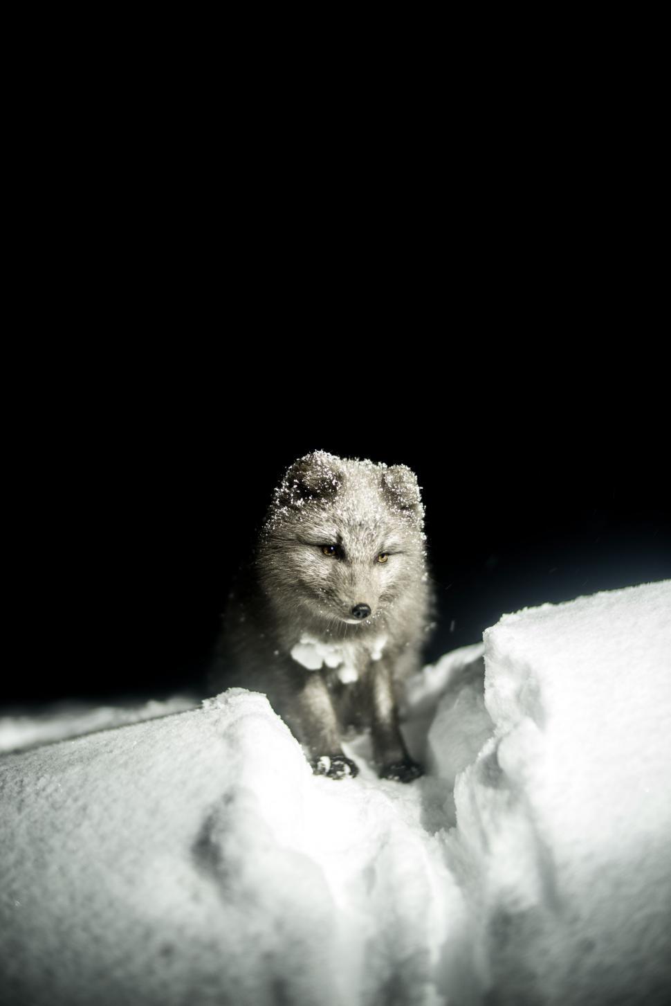 Free Stock Photo of Arctic fox covered in snow sits surrounded by ...