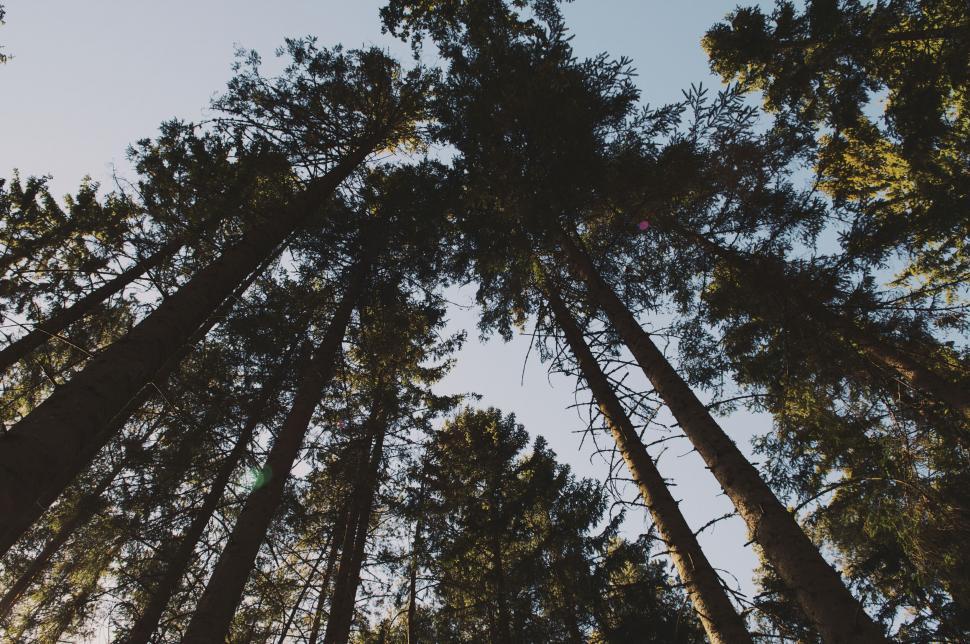 Free Stock Photo of Tall pine trees against a clear blue sky, view ...