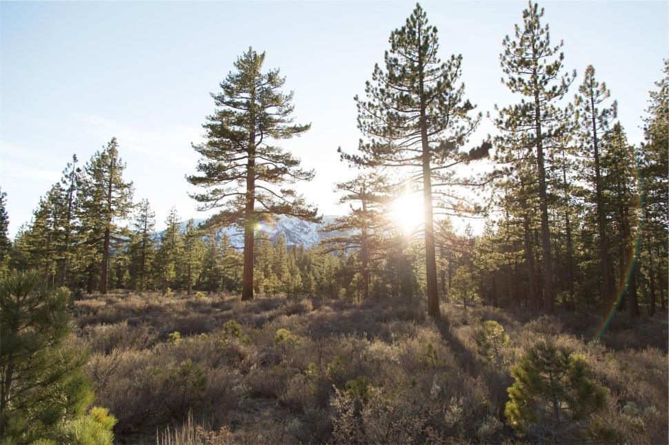 Free Stock Photo of Sun shining through tall pine trees in mountainous ...