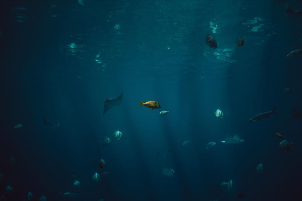 Free Stock Photo of Fish swimming in deep blue ocean with rays of light ...