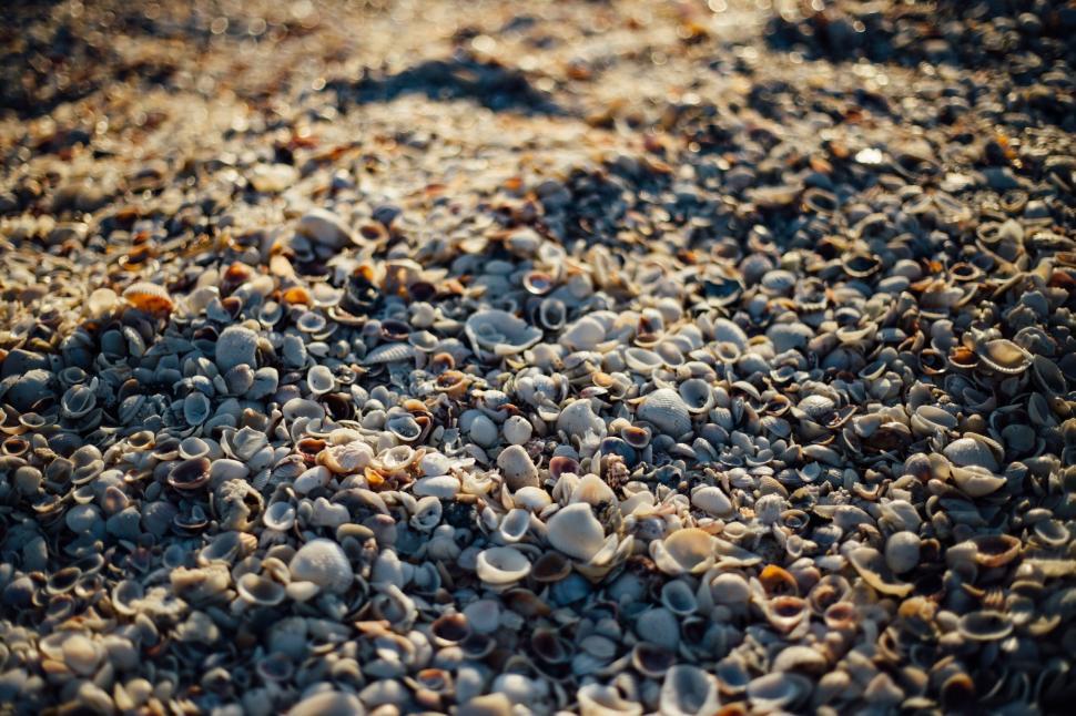 Free Stock Photo of Close-up of seashells covering the sandy shore ...