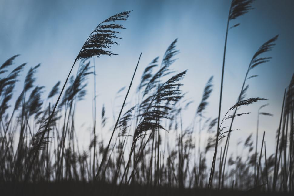 Free Stock Photo of Wind blowing through tall grass at dusk in a ...