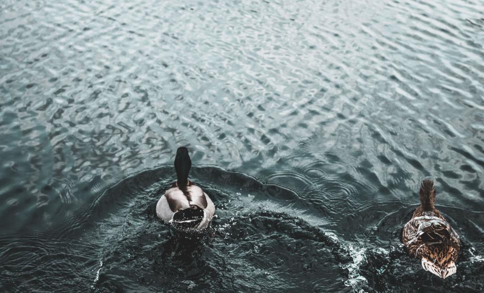 Free Stock Photo of Two ducks swimming on a rippled water surface in a ...