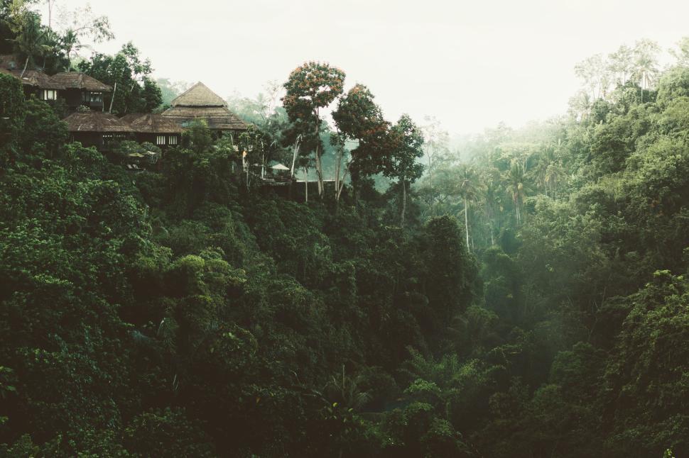 Free Stock Photo of Lush green jungle scenery surrounding rustic wooden ...