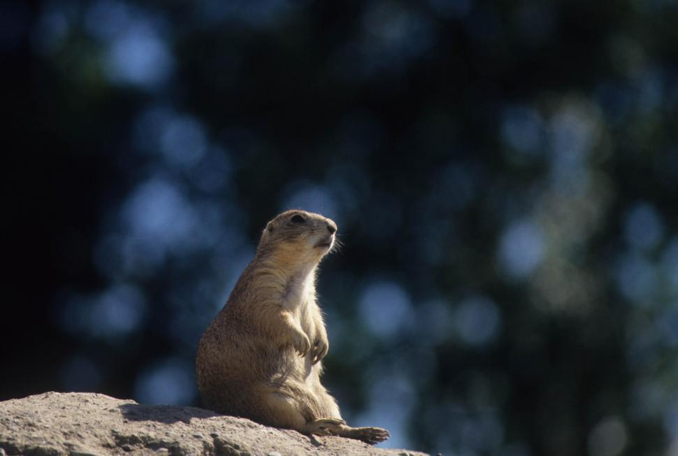Free Stock Photo of Prairie dog | Download Free Images and Free ...