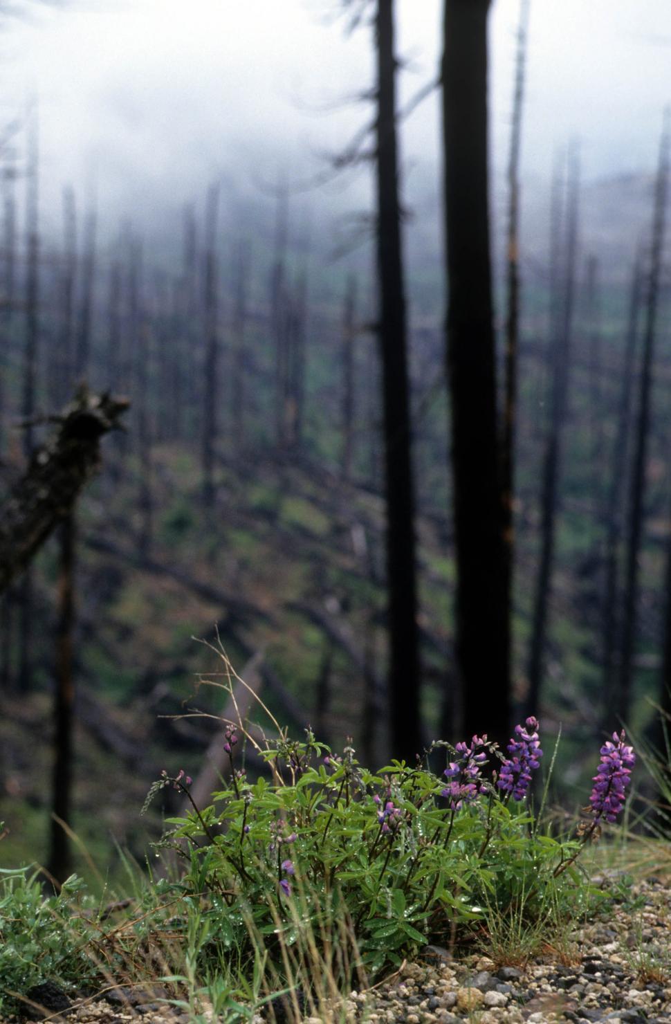 Free Stock Photo of Hope | Download Free Images and Free Illustrations