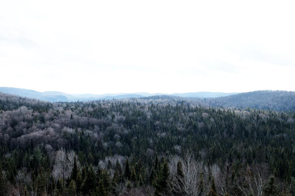 Free Stock Photo of Vast forest landscape in daylight with visible ...