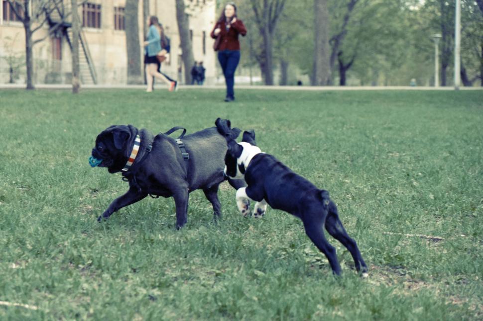Free Stock Photo of Two dogs playfully interacting in a green urban ...