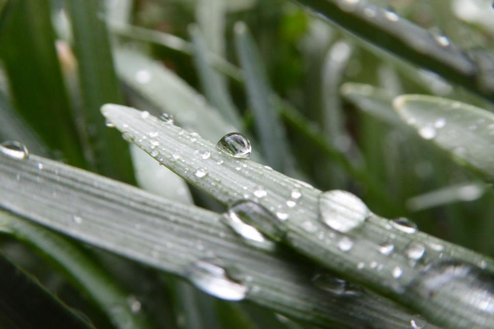 Free Stock Photo of Close-up of dew drops on green leaves in a natural ...