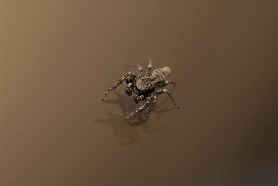 Free Stock Photo of Detailed macro shot of a small spider with a ...