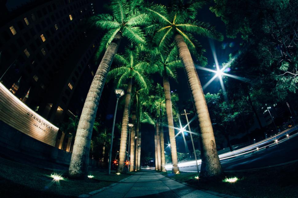 Trees At Night Street Light Why Solar Street Lights Outshine