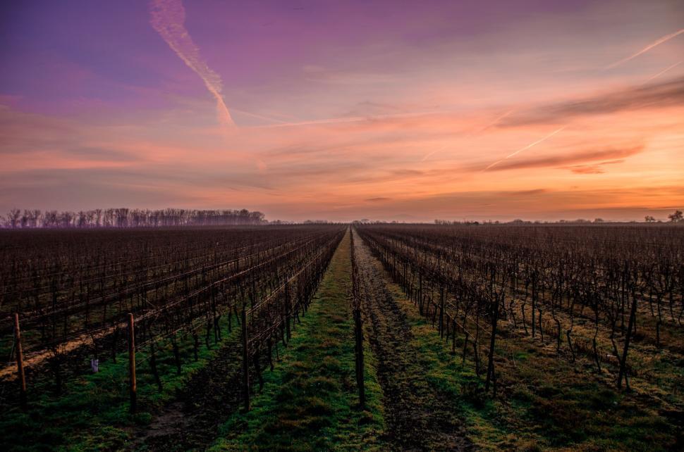 Free Stock Photo of Sunset over vineyard with bare vines in early ...