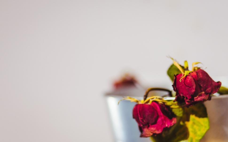 Free Stock Photo of Withered red roses in a vase against neutral ...
