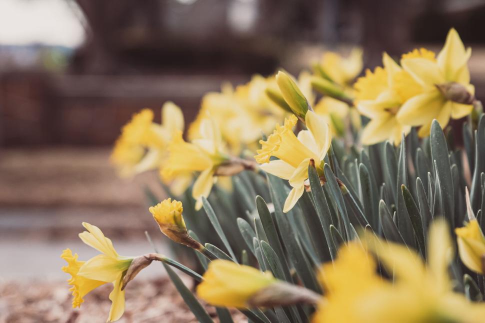 Free Stock Photo of Vibrant yellow daffodils blooming in a garden in ...
