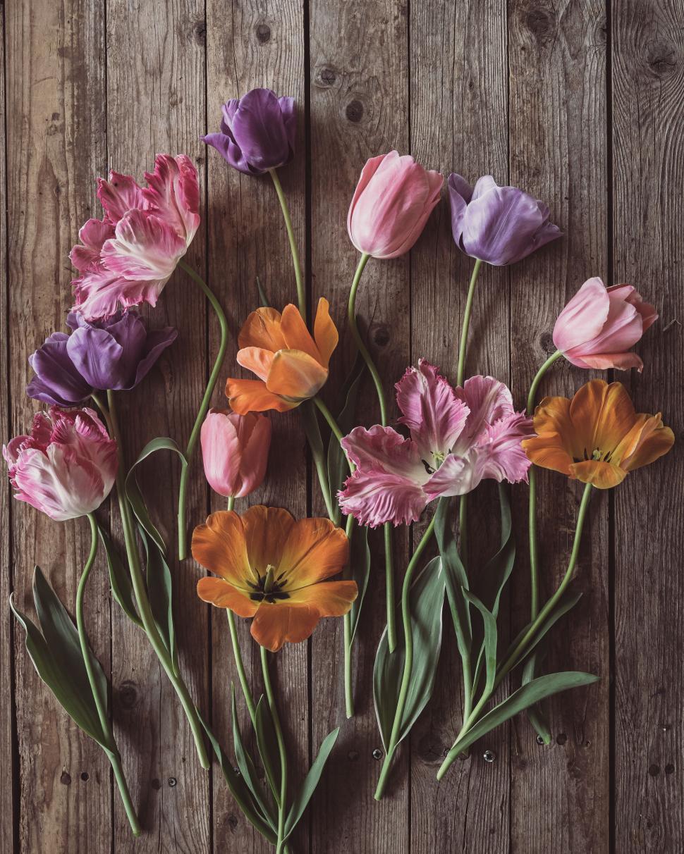 Free Stock Photo of Assorted tulips with various colors arranged on ...