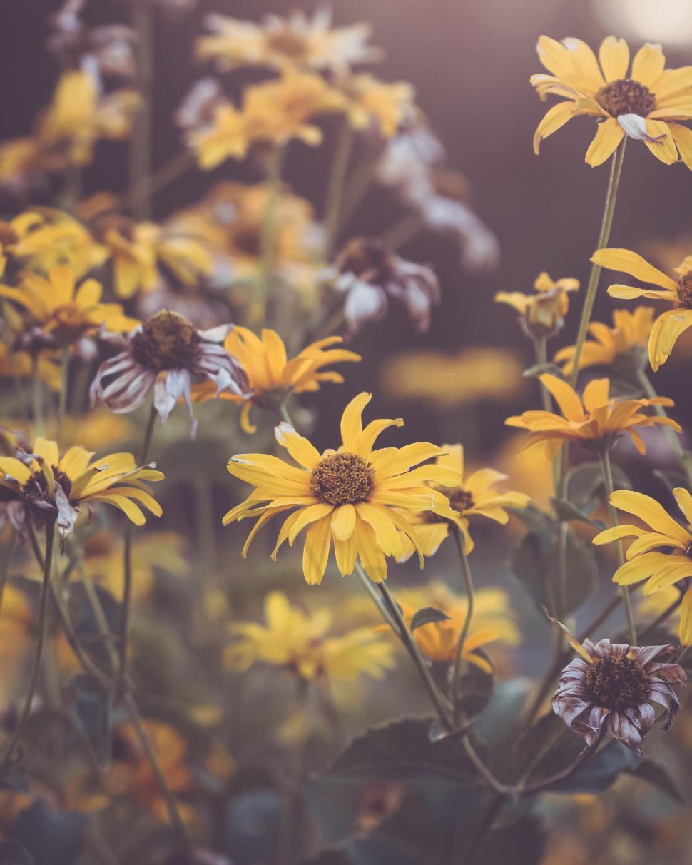 Free Stock Photo of Sunflower patch with bright yellow blooms under ...