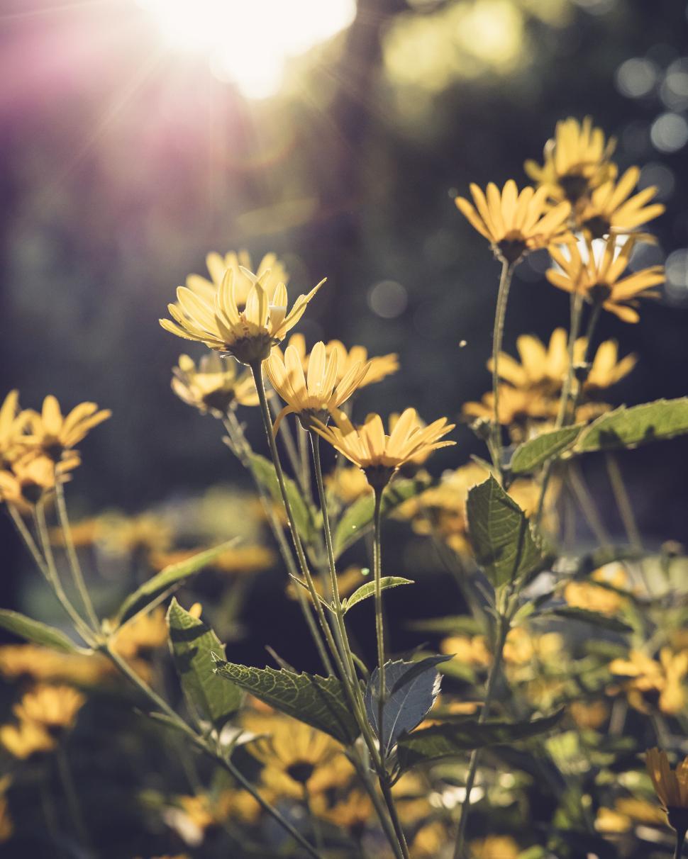 Free Stock Photo of Golden flowers soaking in morning sunlight during ...