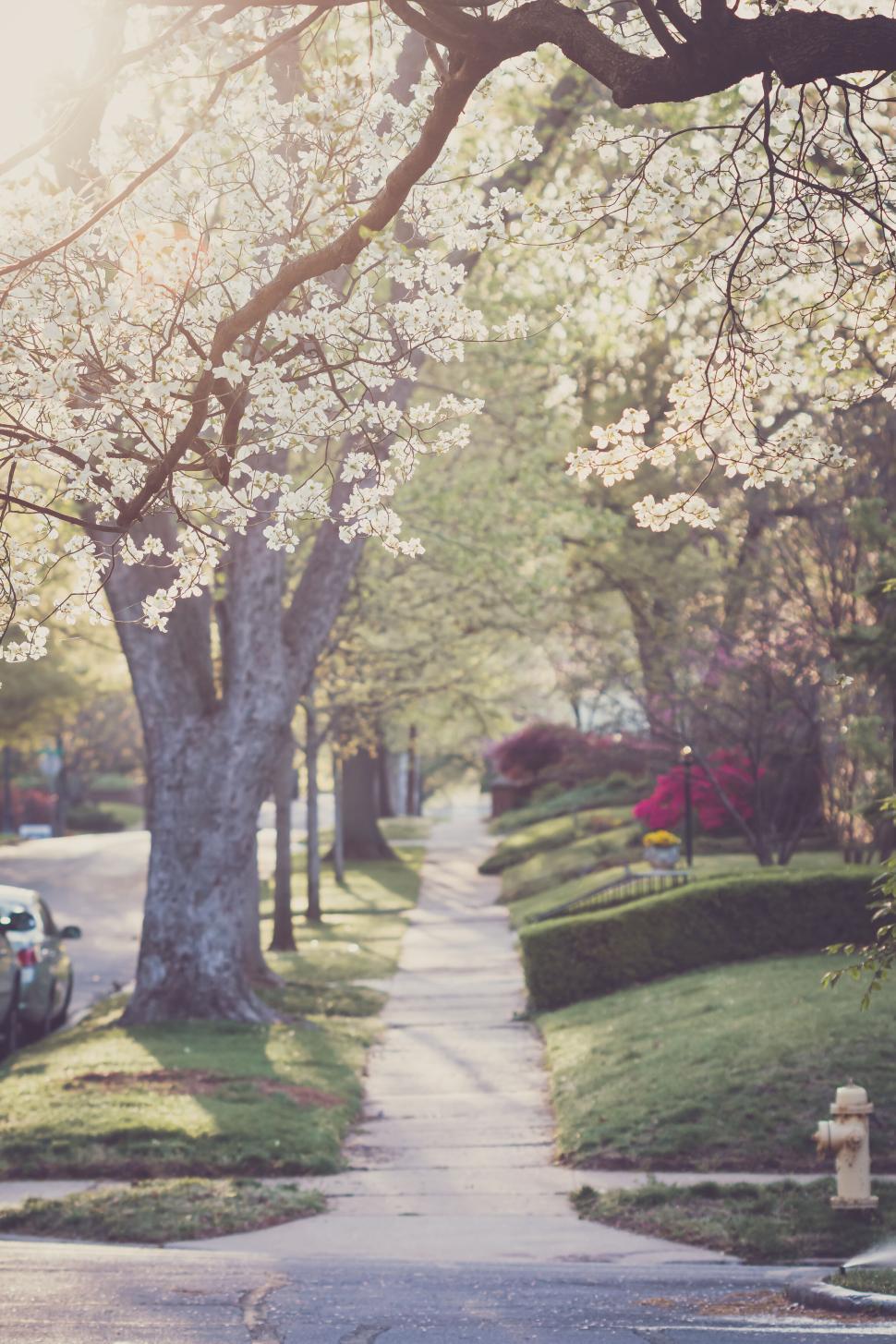 Free Stock Photo of Scenic spring street with flowering trees and a ...