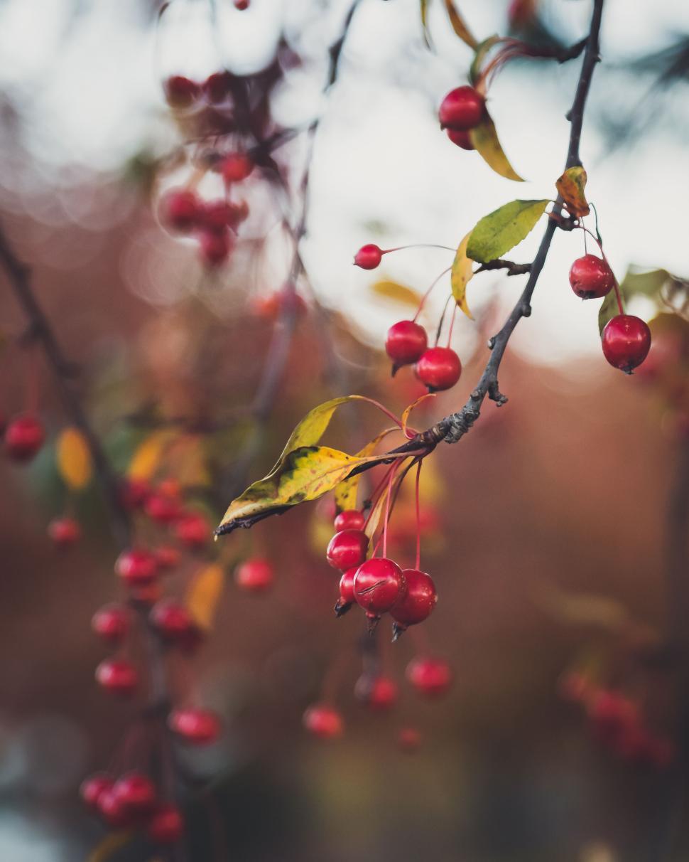 Free Stock Photo of Close-up of vibrant red berries on a branch against ...