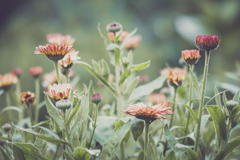 Free Stock Photo of Colorful garden flowers blooming in a lush green ...