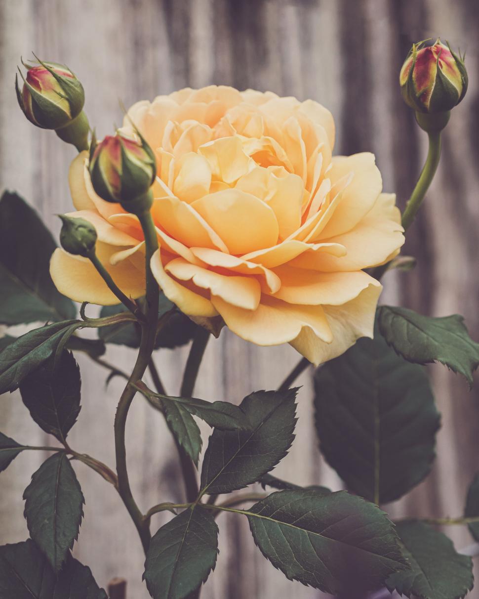 Free Stock Photo of Gorgeous yellow rose with buds against a rustic ...