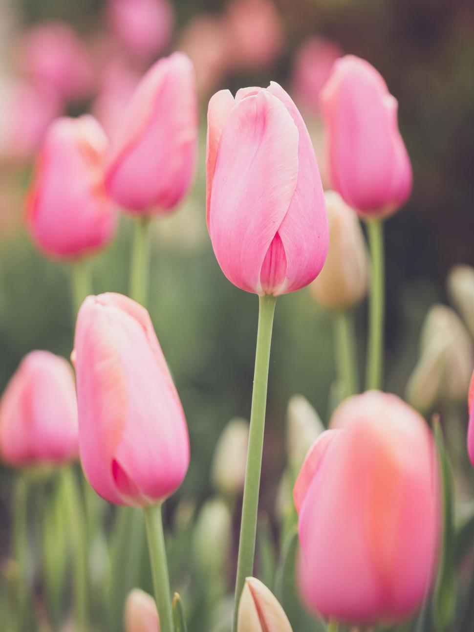 Free Stock Photo of Elegant pink tulips standing tall amidst a field of ...