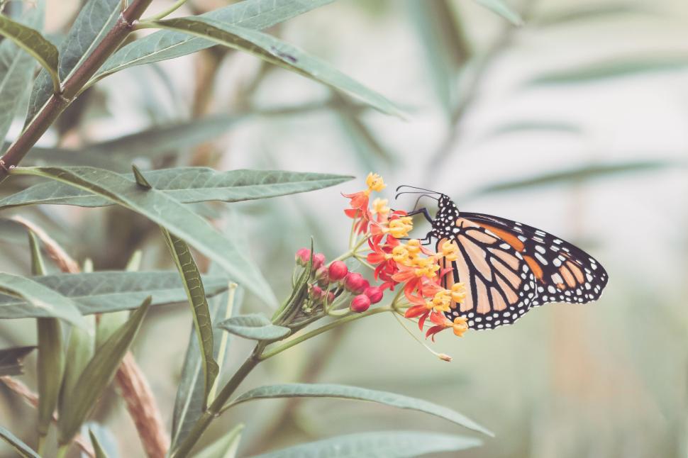 Free Stock Photo of Monarch butterfly feeding on vibrant orange and red ...