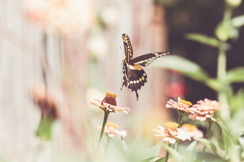 Free Stock Photo of Graceful butterfly hovering above blooming flowers ...