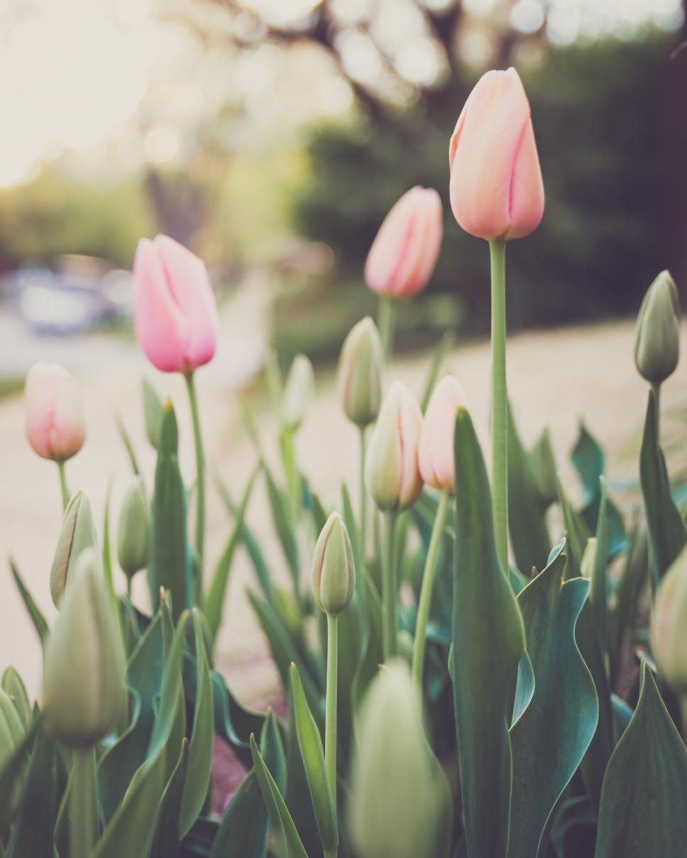 Free Stock Photo of Pink tulips in a garden gently swaying in soft ...