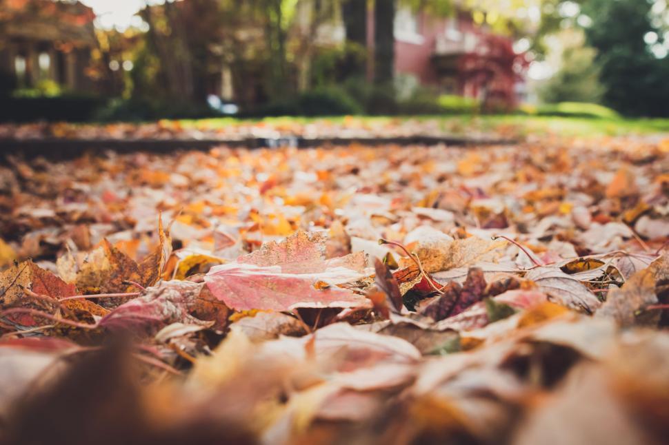 Free Stock Photo of Fallen autumn leaves covering ground, warm and ...