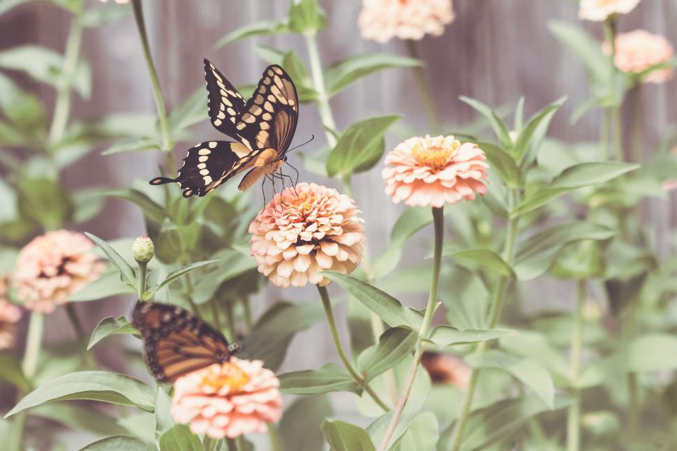 Free Stock Photo of Pair of butterflies on flowers in a lush garden ...