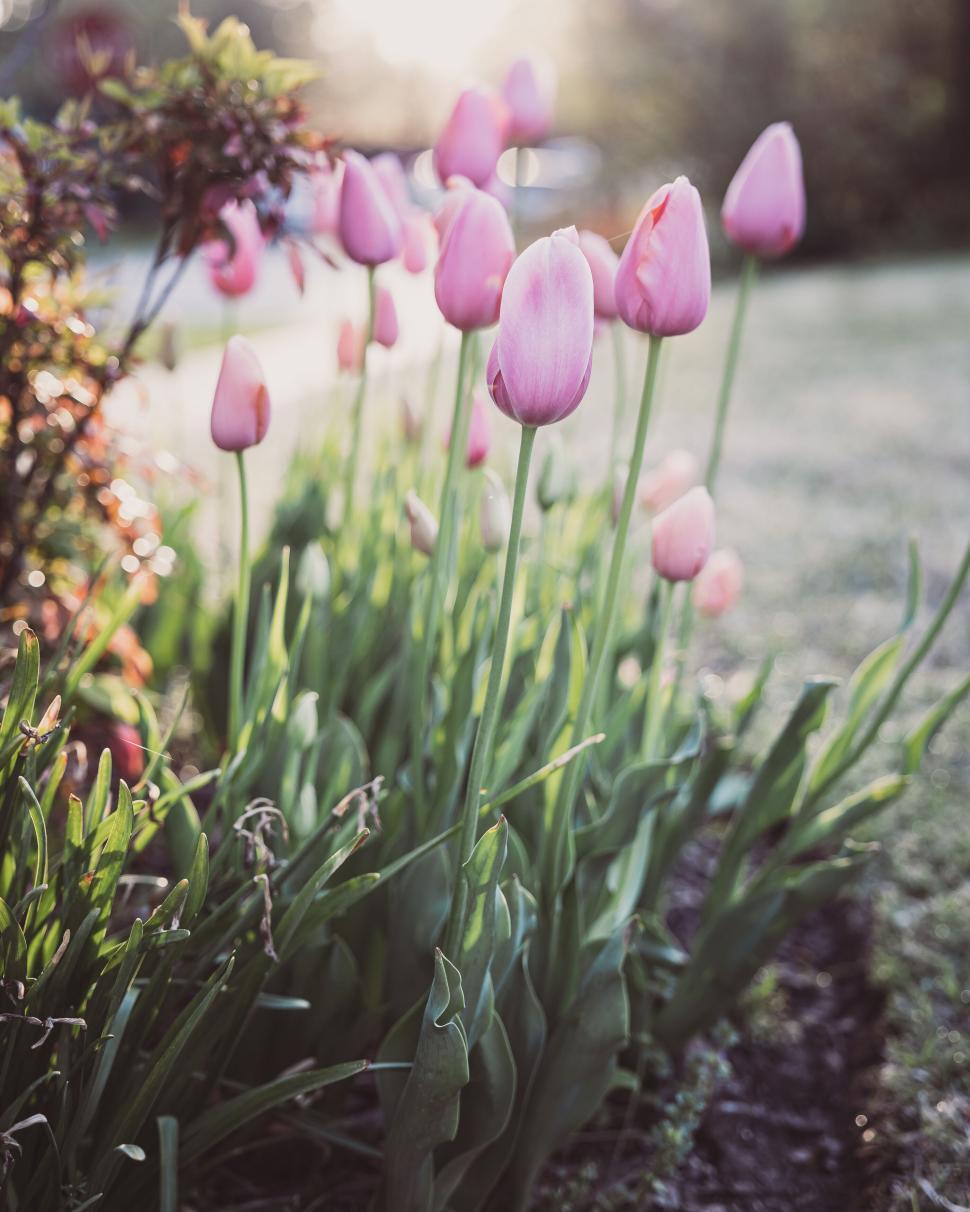 Free Stock Photo of Pink tulips in full bloom in a sunlit garden bed ...
