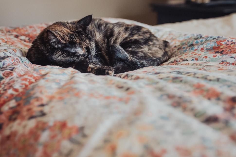 Free Stock Photo of Cozy domestic scene of a cat napping on a colorful ...