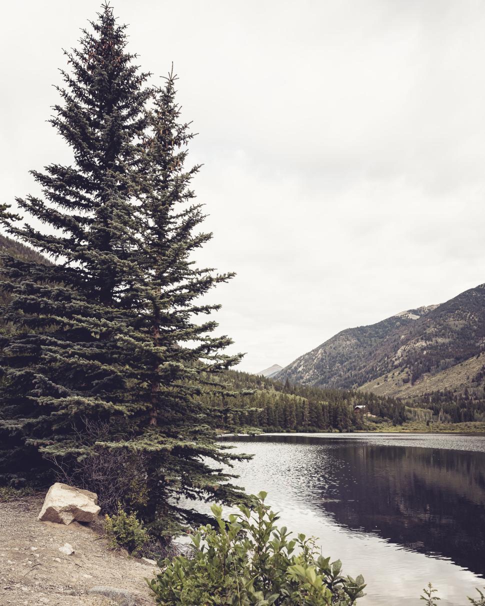 Free Stock Photo of Serene lake view with tall evergreen trees and ...