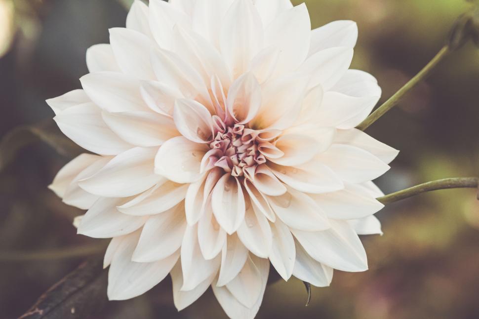 Free Stock Photo of White dahlia flower in bloom, displaying intricate ...