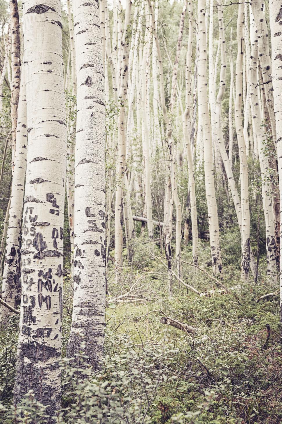 Free Stock Photo of Serene forest of slender white trees with initials ...