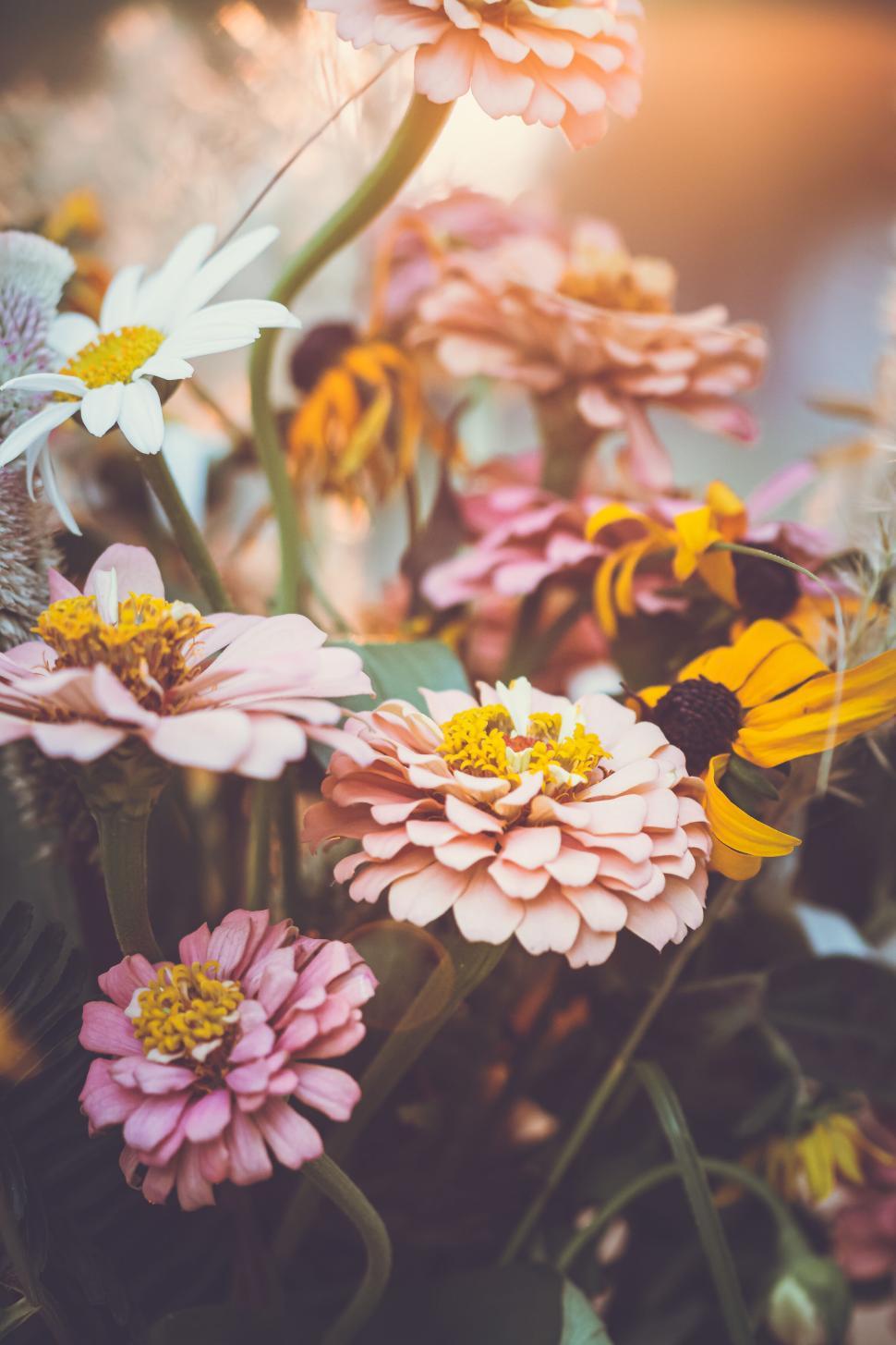 Tumblr Daisies Background