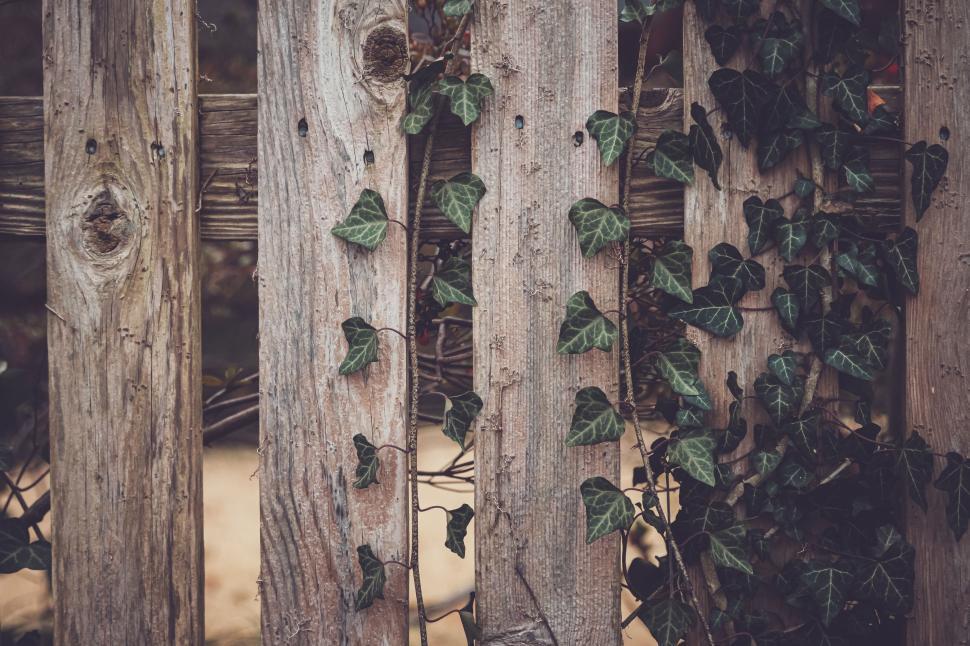 Free Stock Photo of A rustic wooden fence intertwined with lush green ...