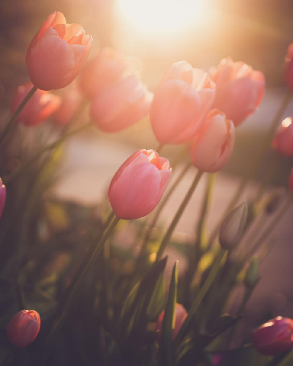 Free Stock Photo of Pink tulips bathed in warm, soft sunlight creating ...