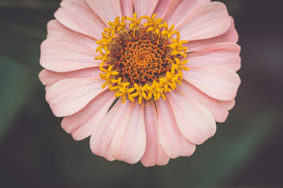 Free Stock Photo of Close-up of a single pink flower bloom with ...