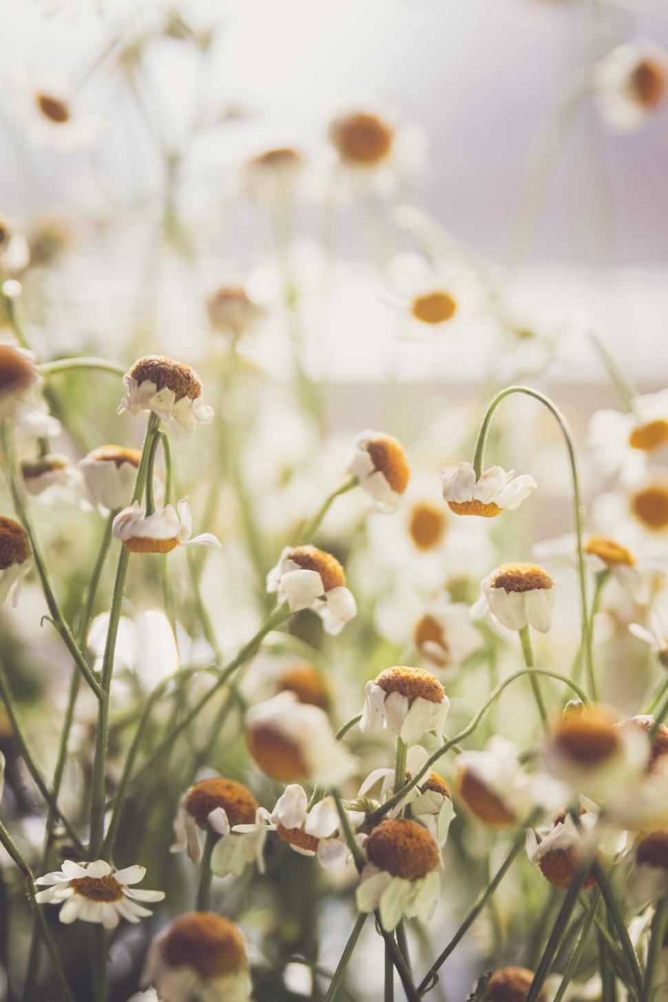 Free Stock Photo of Cluster of daisy flowers with soft focus and gentle ...
