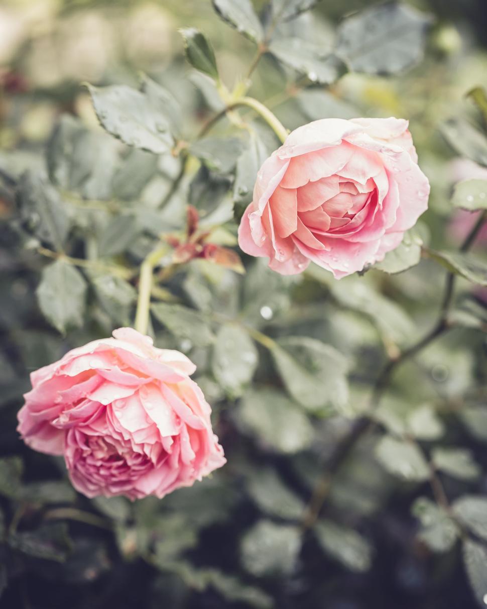 Free Stock Photo of Raindrops on beautiful pink roses in a lush garden ...